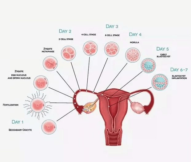 Understanding Implantation Bleeding: When Does It Happen?